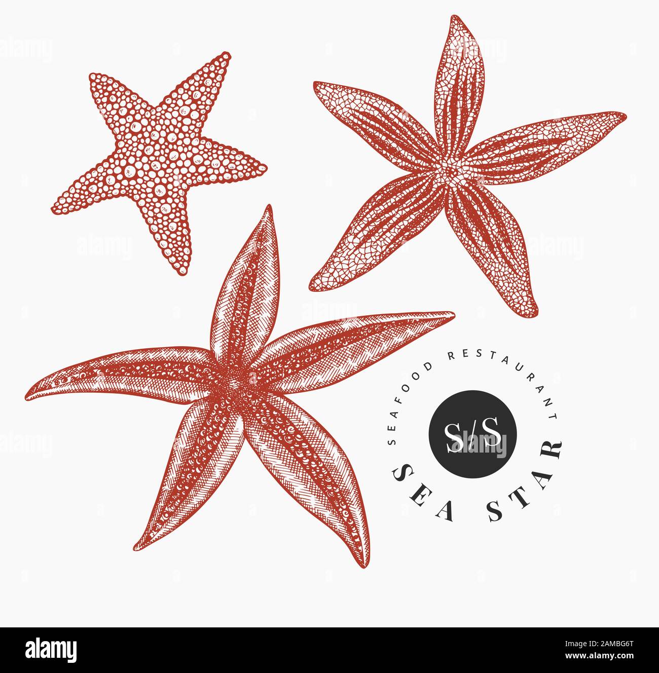Starfish Vector Vintage