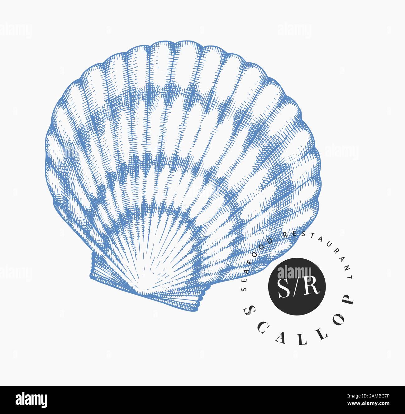 Scallop illustration. Hand drawn vector seafood illustration. Engraved ...