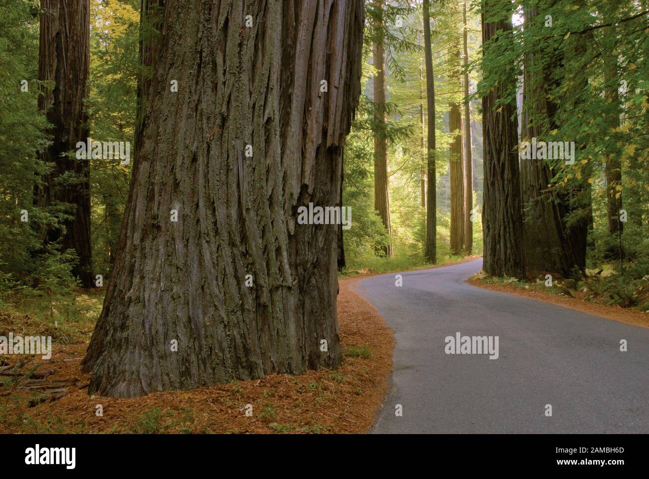 Redwood trees at Rockefeller Forest at Humboldt Redwoods State Park ...