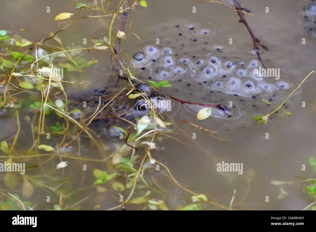 Common Frog - Rana temporaria breeding Stock Photo - Alamy