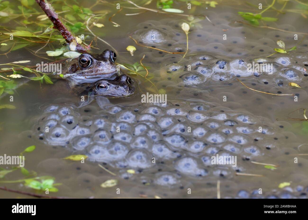 Common Frog - Rana temporaria breeding Stock Photo - Alamy