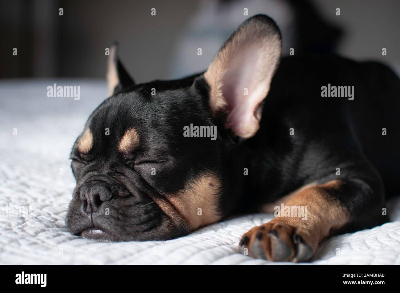 Franzoesische hi-res stock photography and images - Alamy