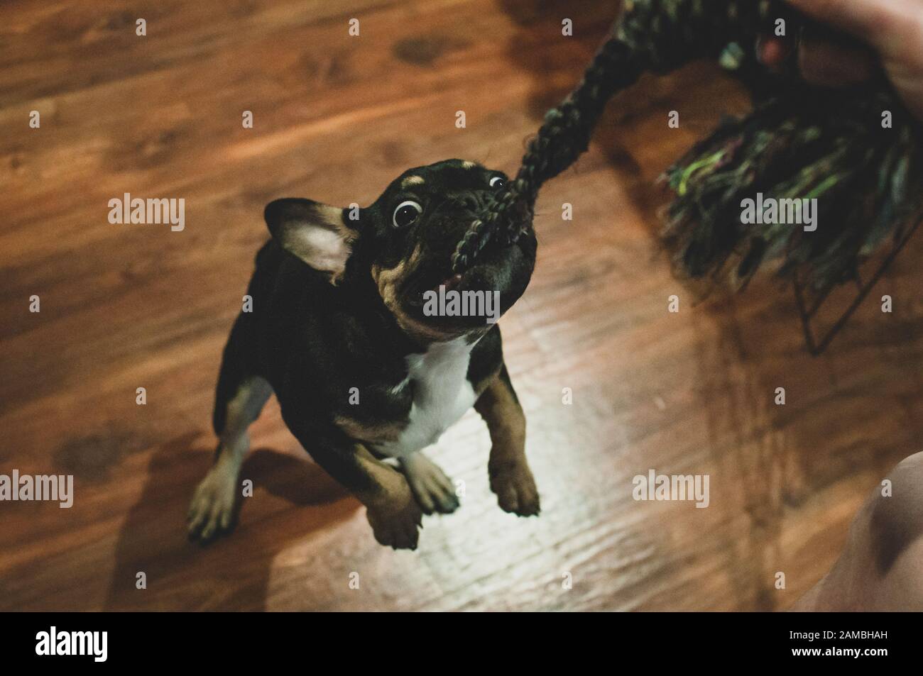 Cutest french bulldog hi-res stock photography and images - Alamy