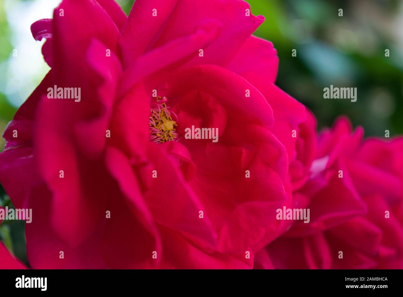 A close up photograph of a red rose. The red rose is the definitive ...