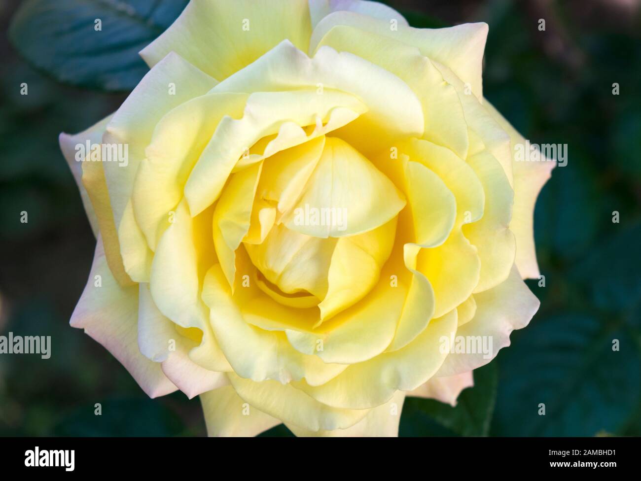 A beautiful big yellow rose in a close up photograph. The color yellow ...