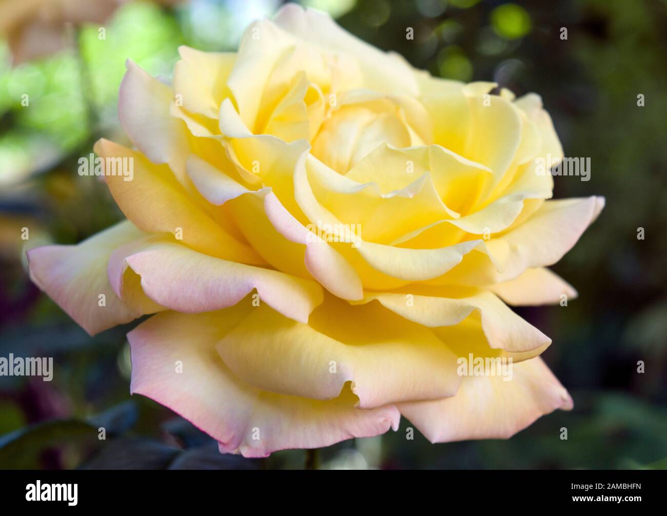 Bloom yellow fragile rose hi-res stock photography and images - Alamy