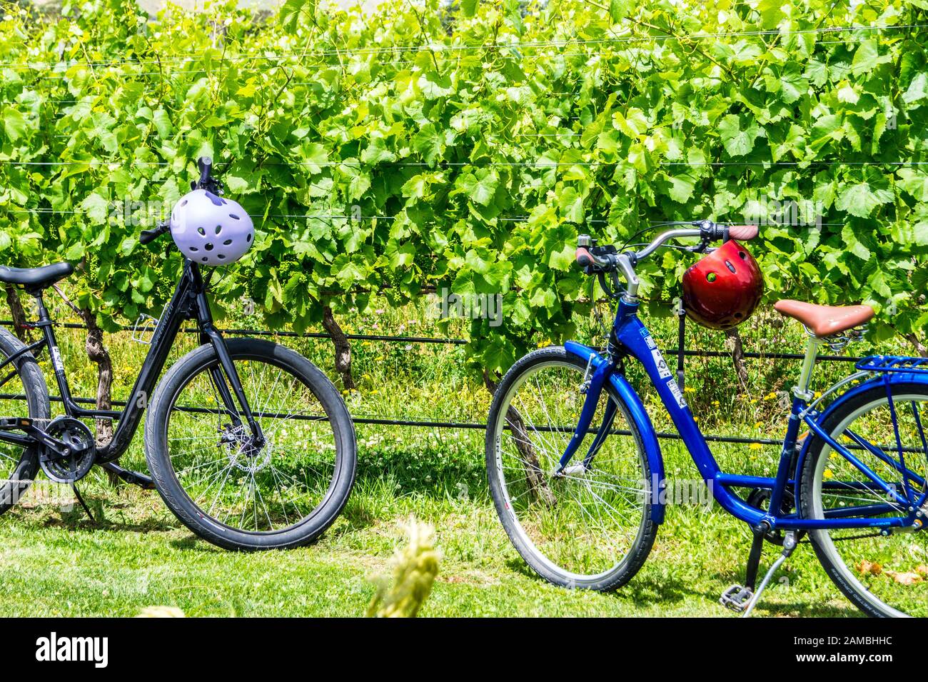Cycles at Moy Hall vineyard, Martinborough, Wairarapa, New Zealand ...