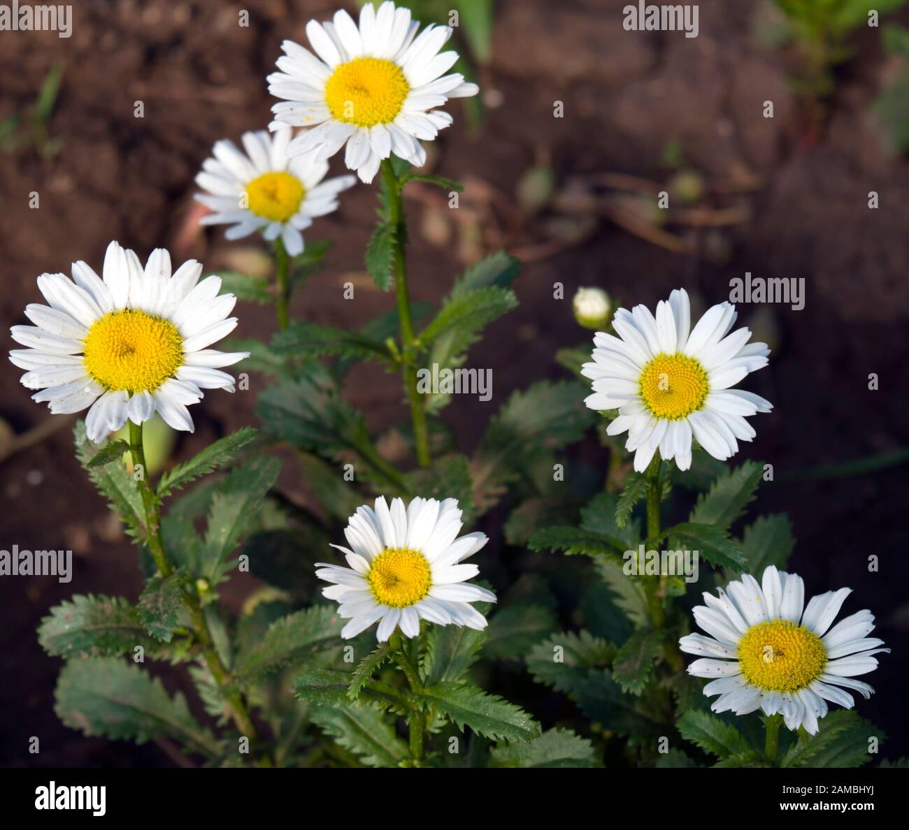 A Dog Like Daisy Summary