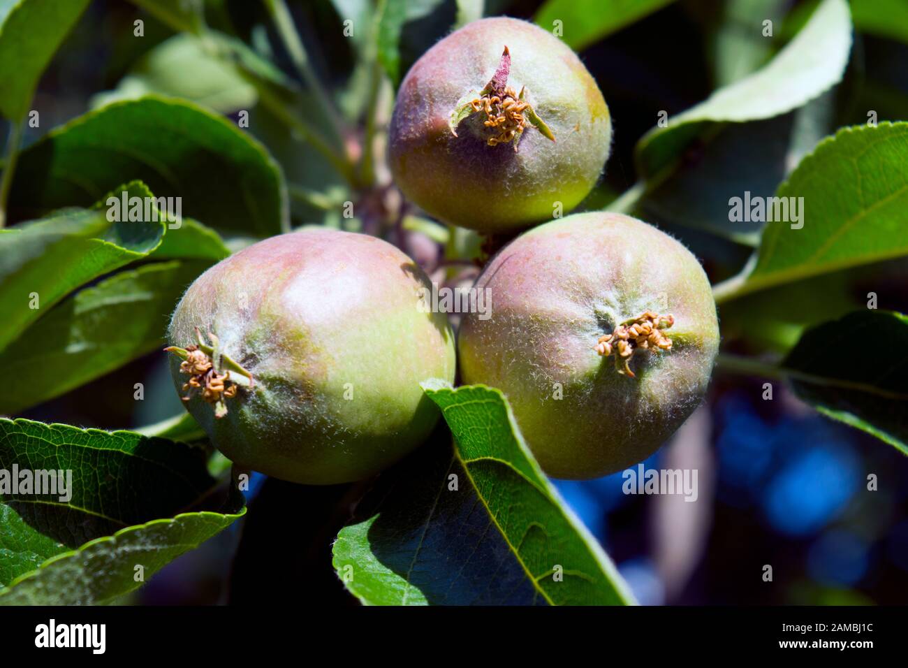 Three young apples on the tree branch; immature fruits still growing ...
