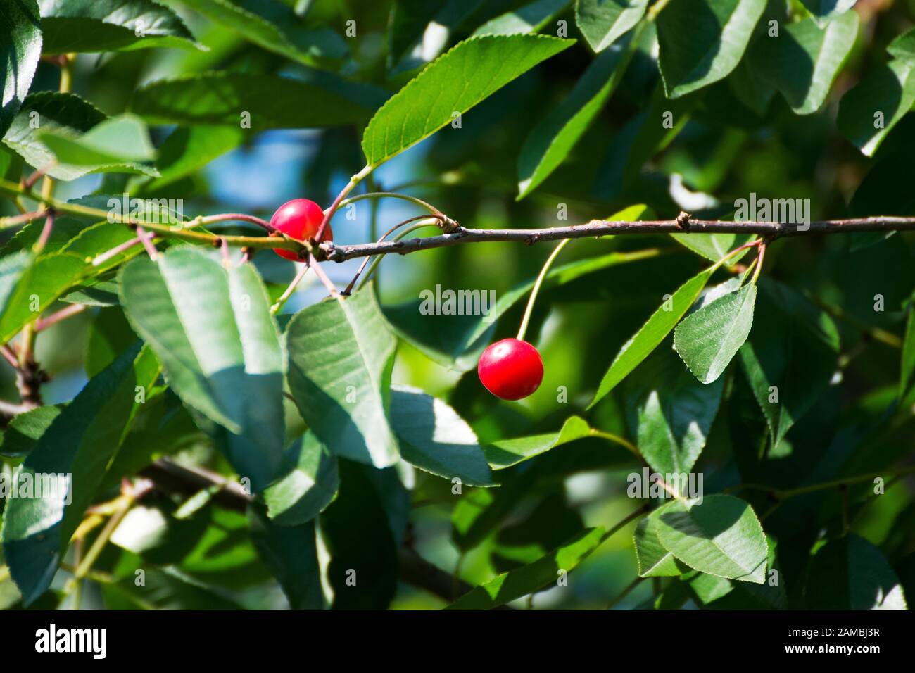 Dwarf cherry hi-res stock photography and images - Alamy