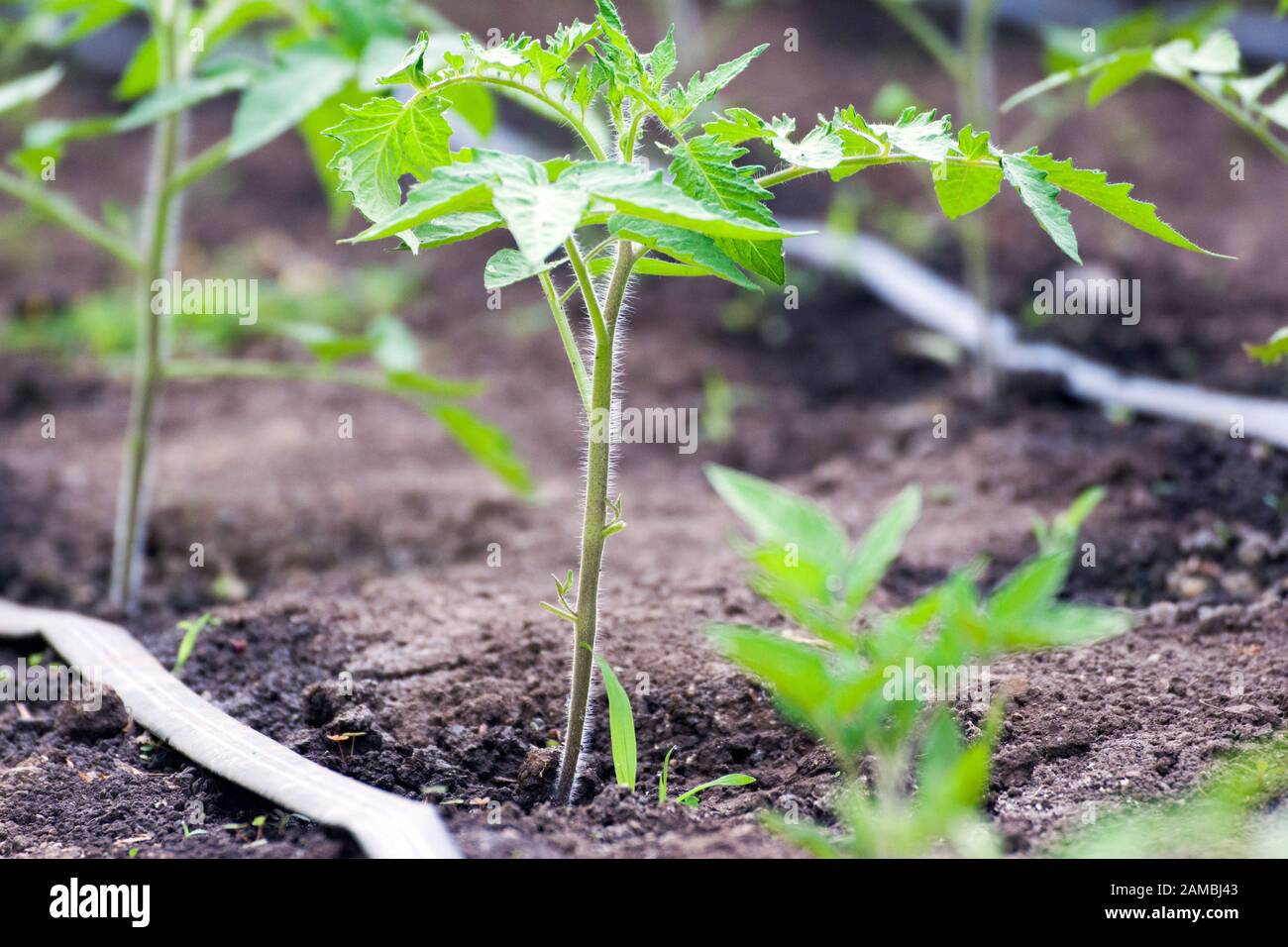 Small tomato plant cultivated in greenhouse. Close up photo, daylight ...