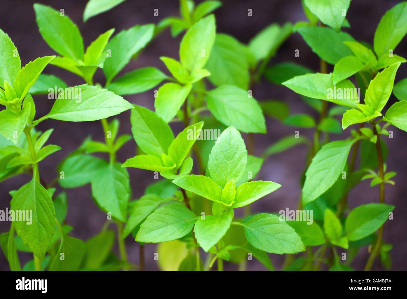 Fresh young basil plants with small leaves. Basil is popularly ...