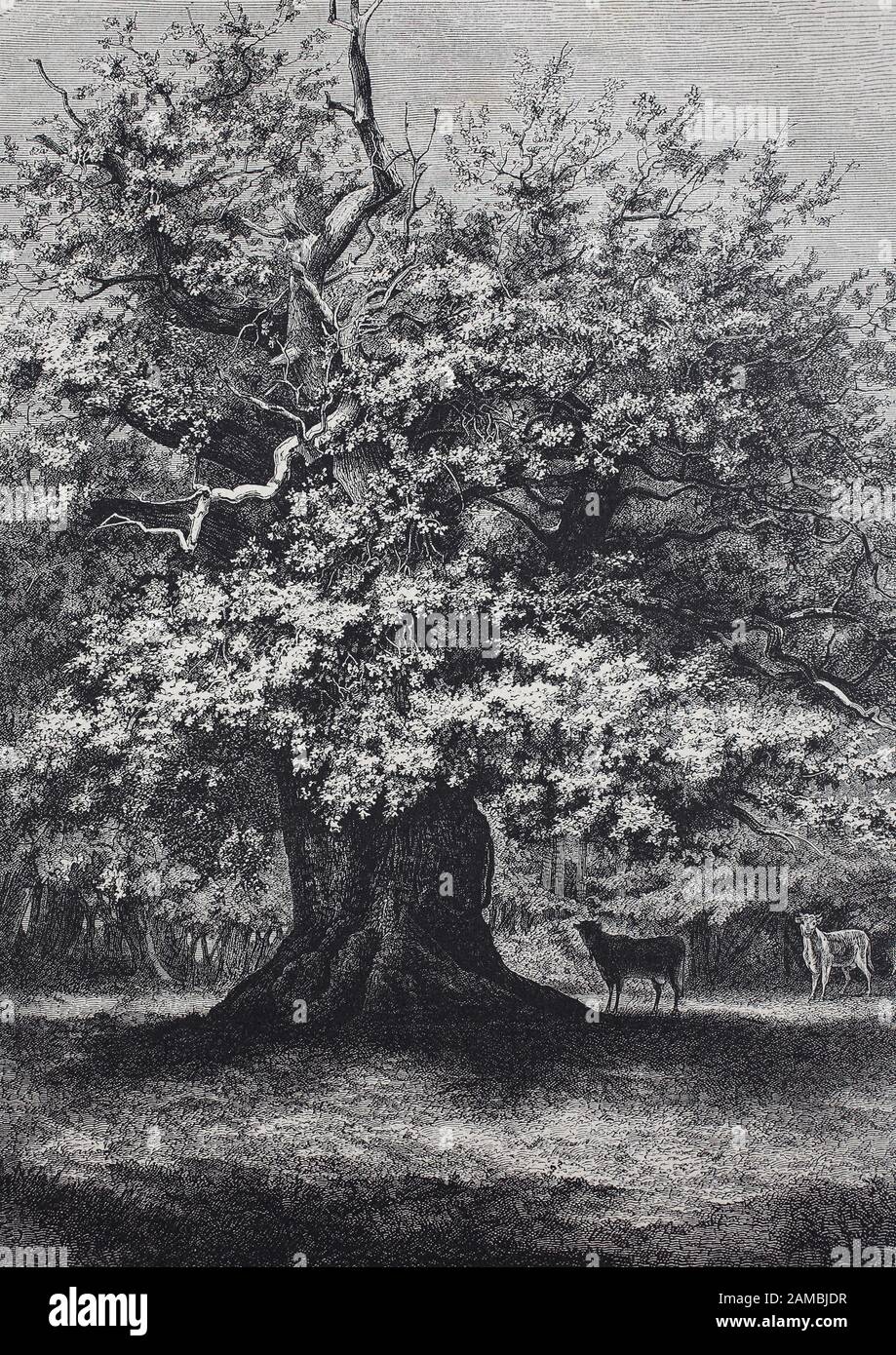 Eine eiche pflanzen hi-res stock photography and images - Alamy