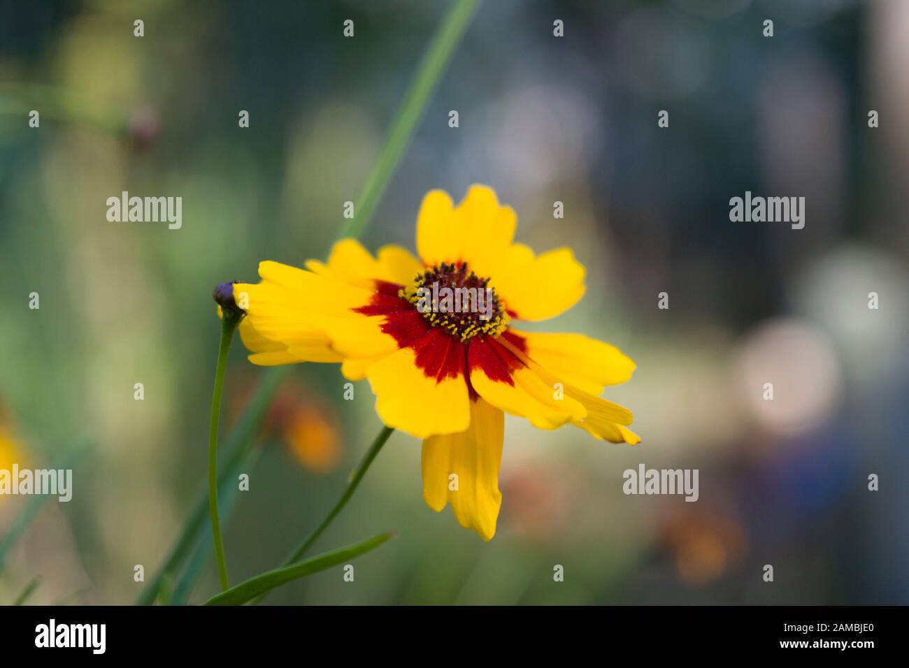 Coreopsis. Common names include calliopsis and Tickseed: a bright ...