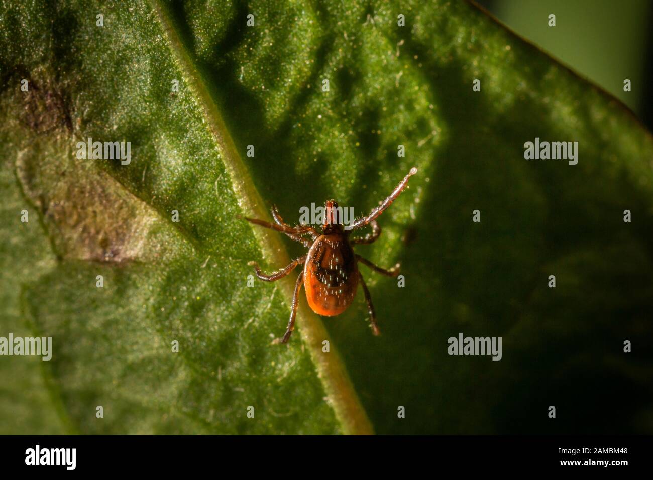 The castor bean tick (Ixodes ricinus Stock Photo - Alamy