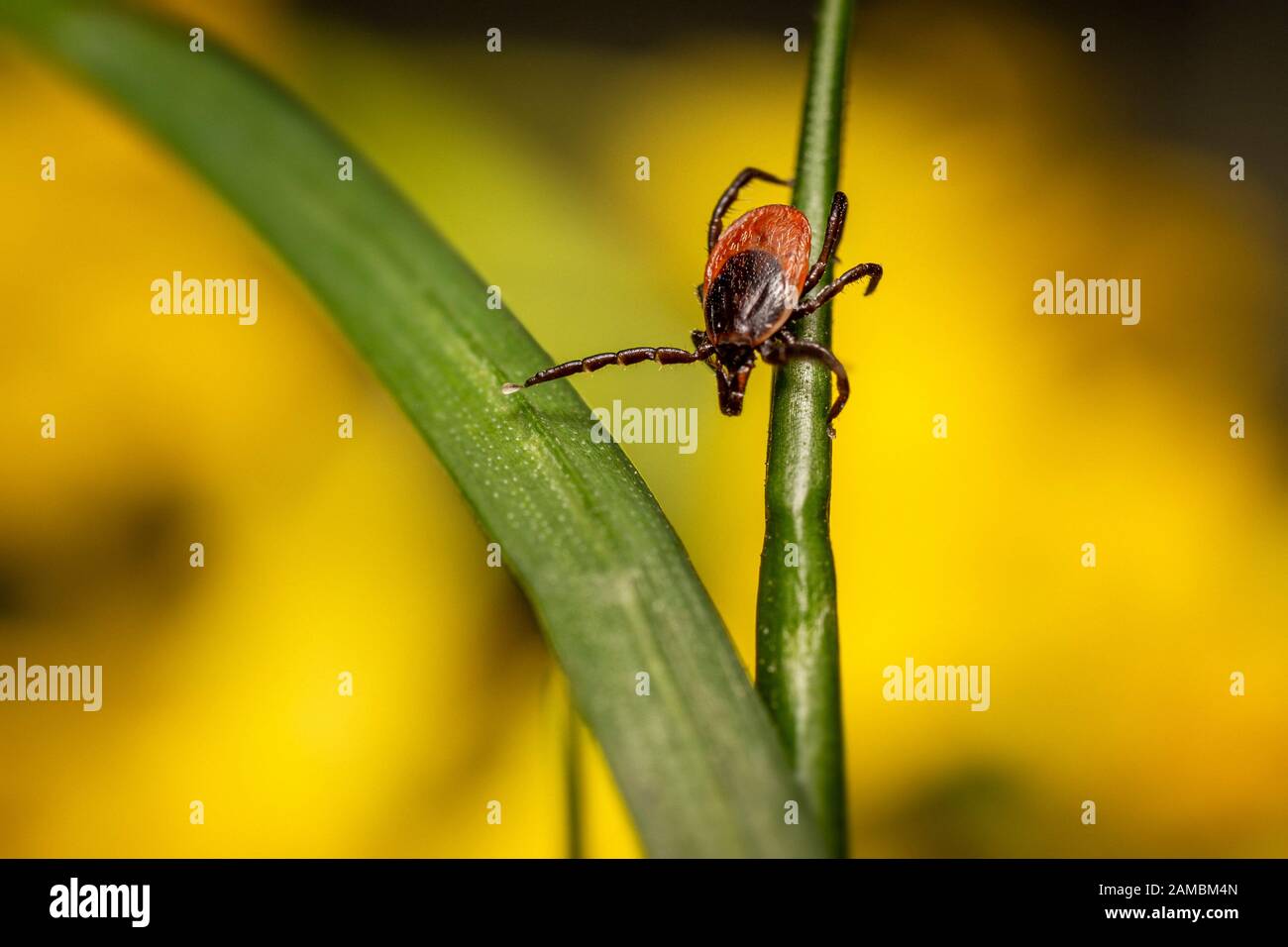 The castor bean tick (Ixodes ricinus Stock Photo - Alamy