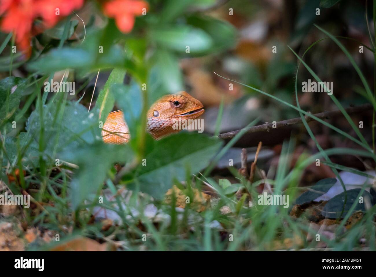Oriental garden lizard (Calotes versicolor Stock Photo - Alamy