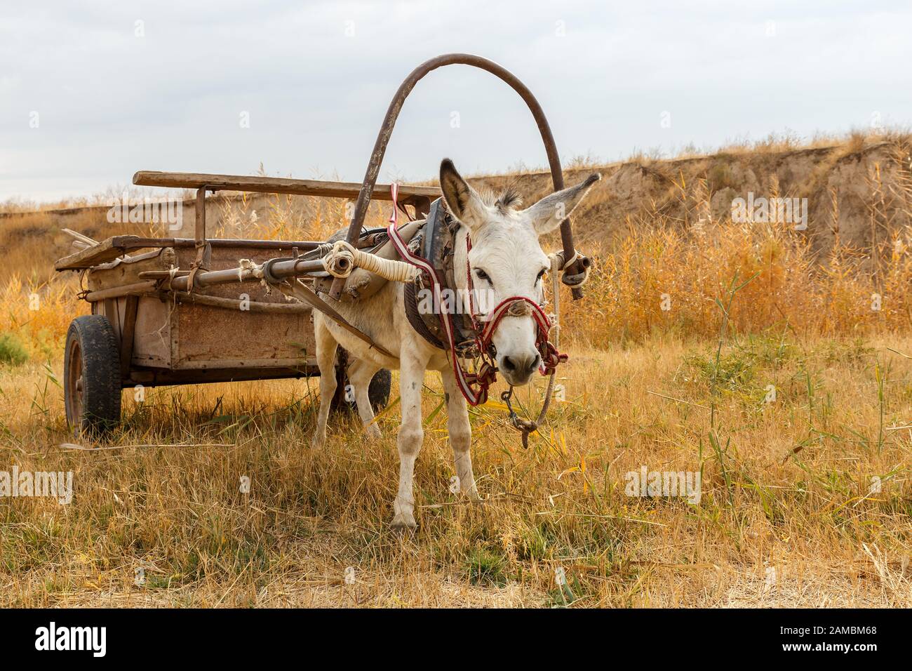 Cargo Donkey High Resolution Stock Photography and Images - Alamy