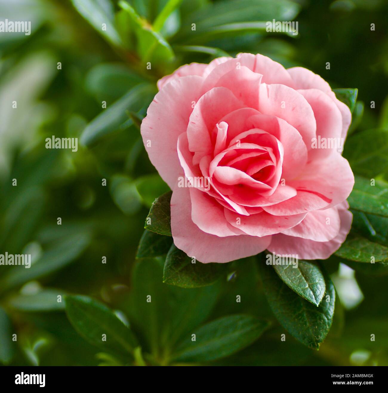 Rozalea hi-res stock photography and images - Alamy