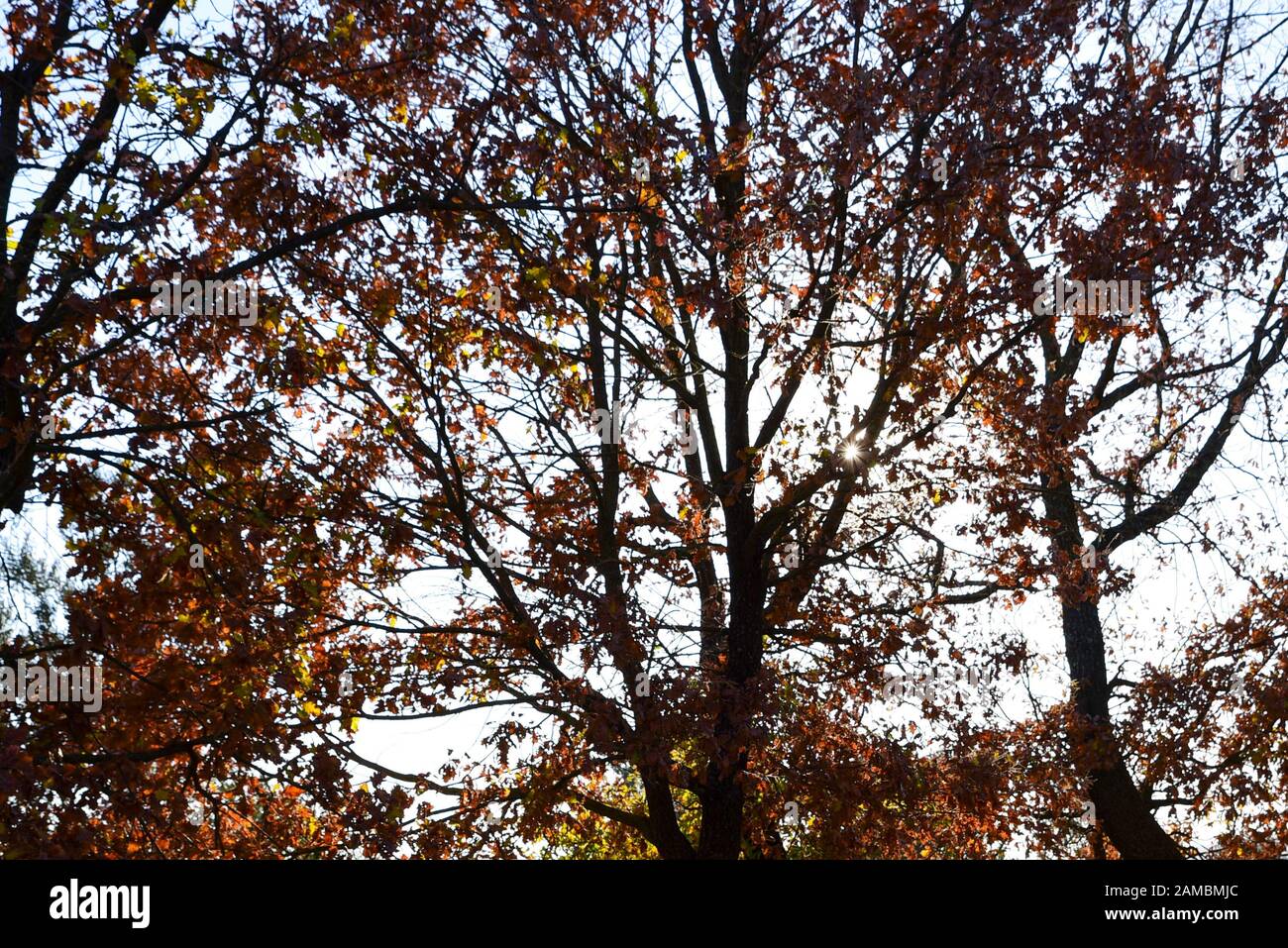 Crossed branches hi-res stock photography and images - Alamy