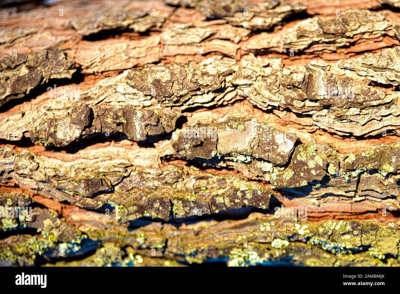 background. Rough bark of tree trunk. textur Stock Photo - Alamy