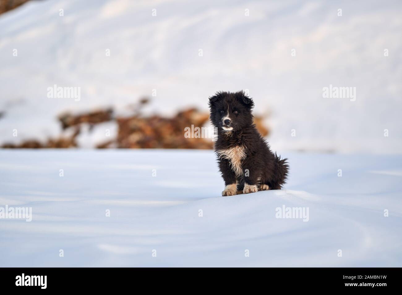 Romanian portrait outdoor cute hi-res stock photography and images - Alamy