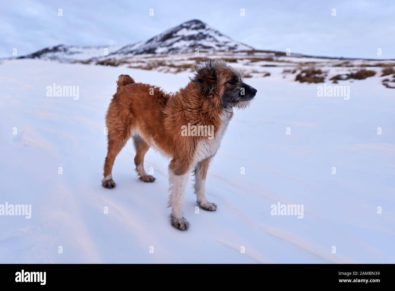 Large white romanian shepherd dog hi-res stock photography and images ...