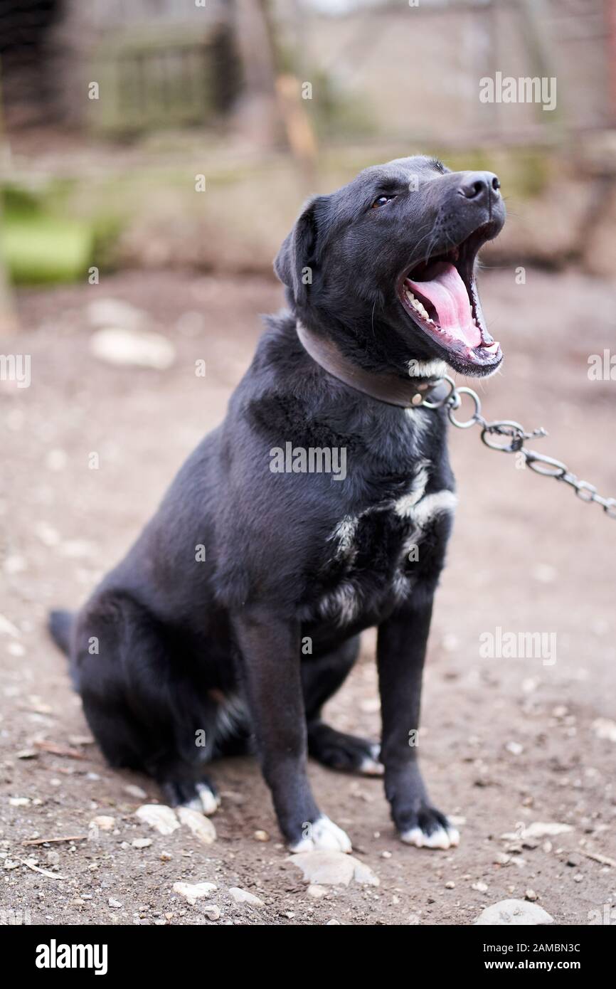 Dog chained garden hi-res stock photography and images - Alamy