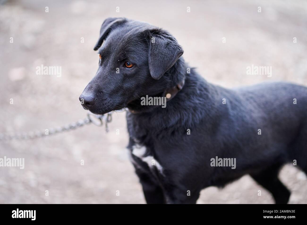 Dog chained garden hi-res stock photography and images - Alamy