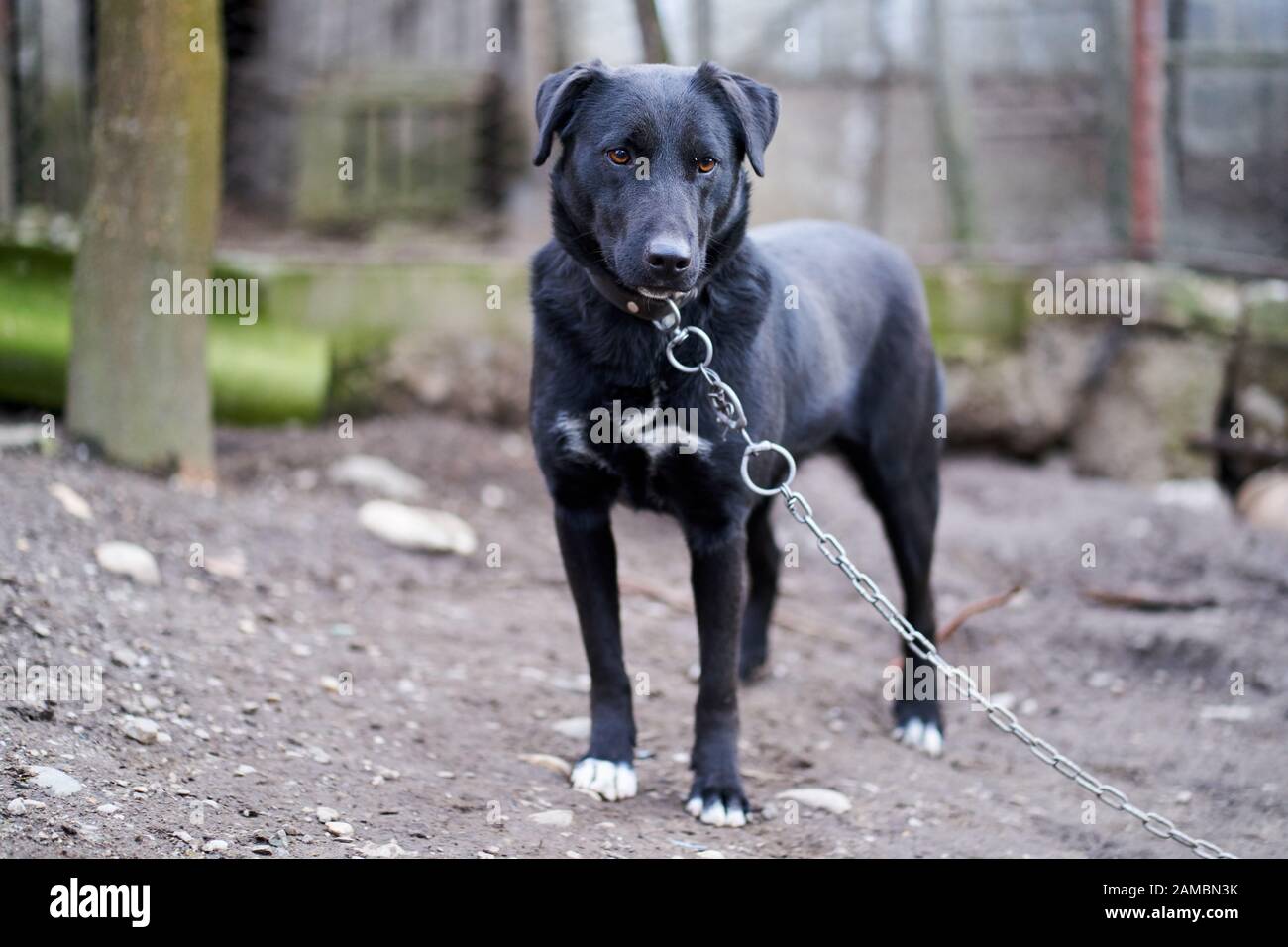 Big black guard dog chained in the backyard Stock Photo - Alamy