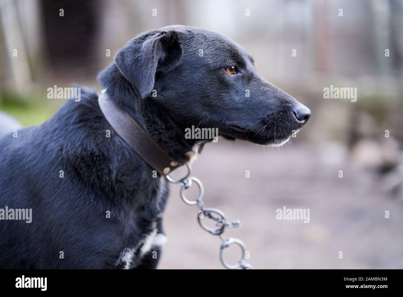 Big black guard dog chained in the backyard Stock Photo - Alamy