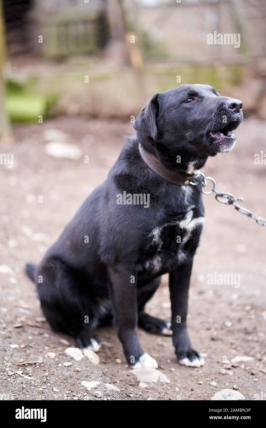 Big black guard dog chained in the backyard Stock Photo - Alamy