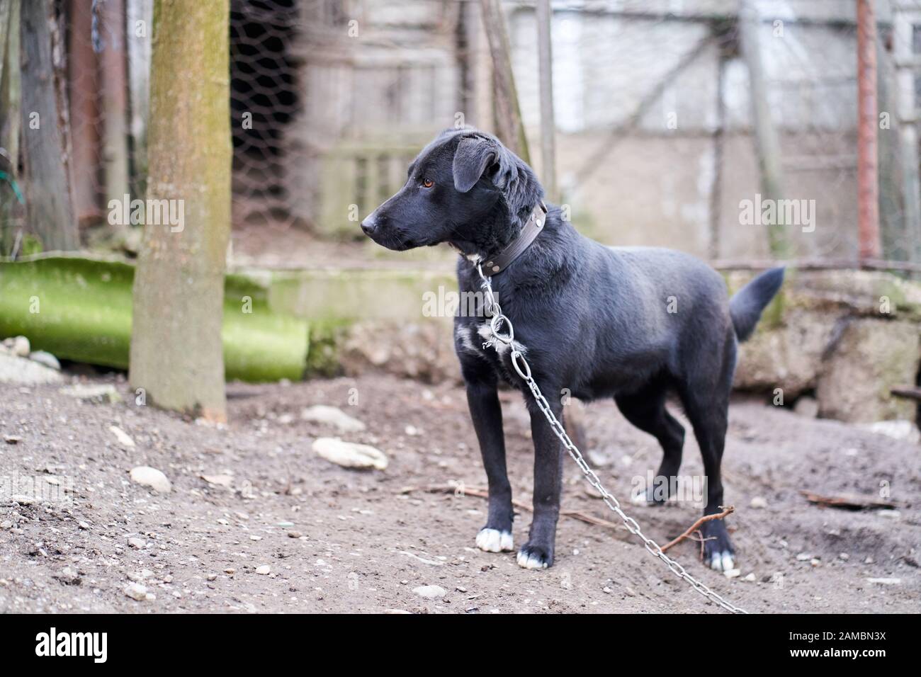 Big black guard dog chained in the backyard Stock Photo - Alamy