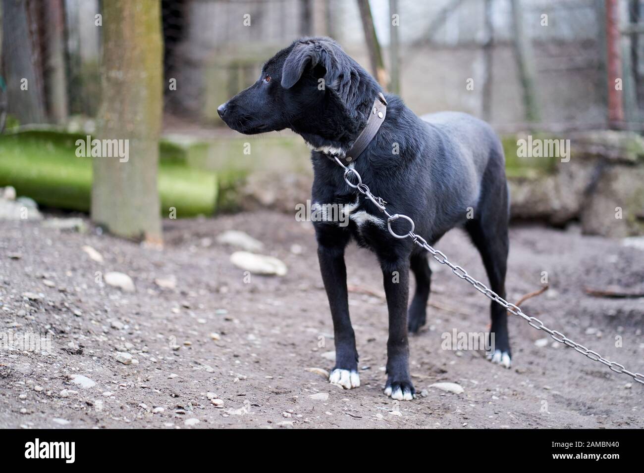 Big black guard dog chained in the backyard Stock Photo - Alamy