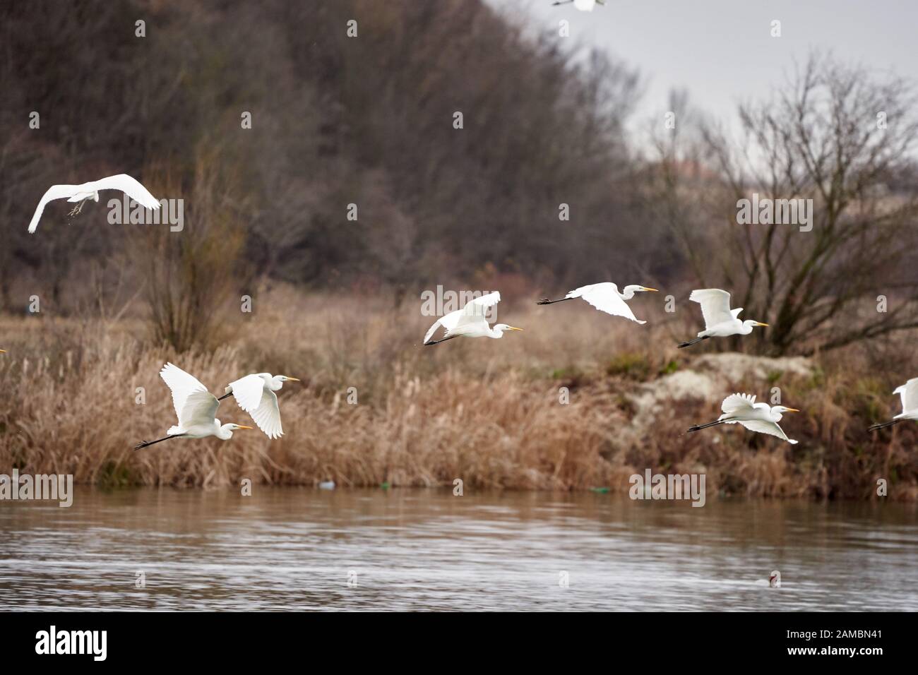Group egrets in flight hi-res stock photography and images - Alamy