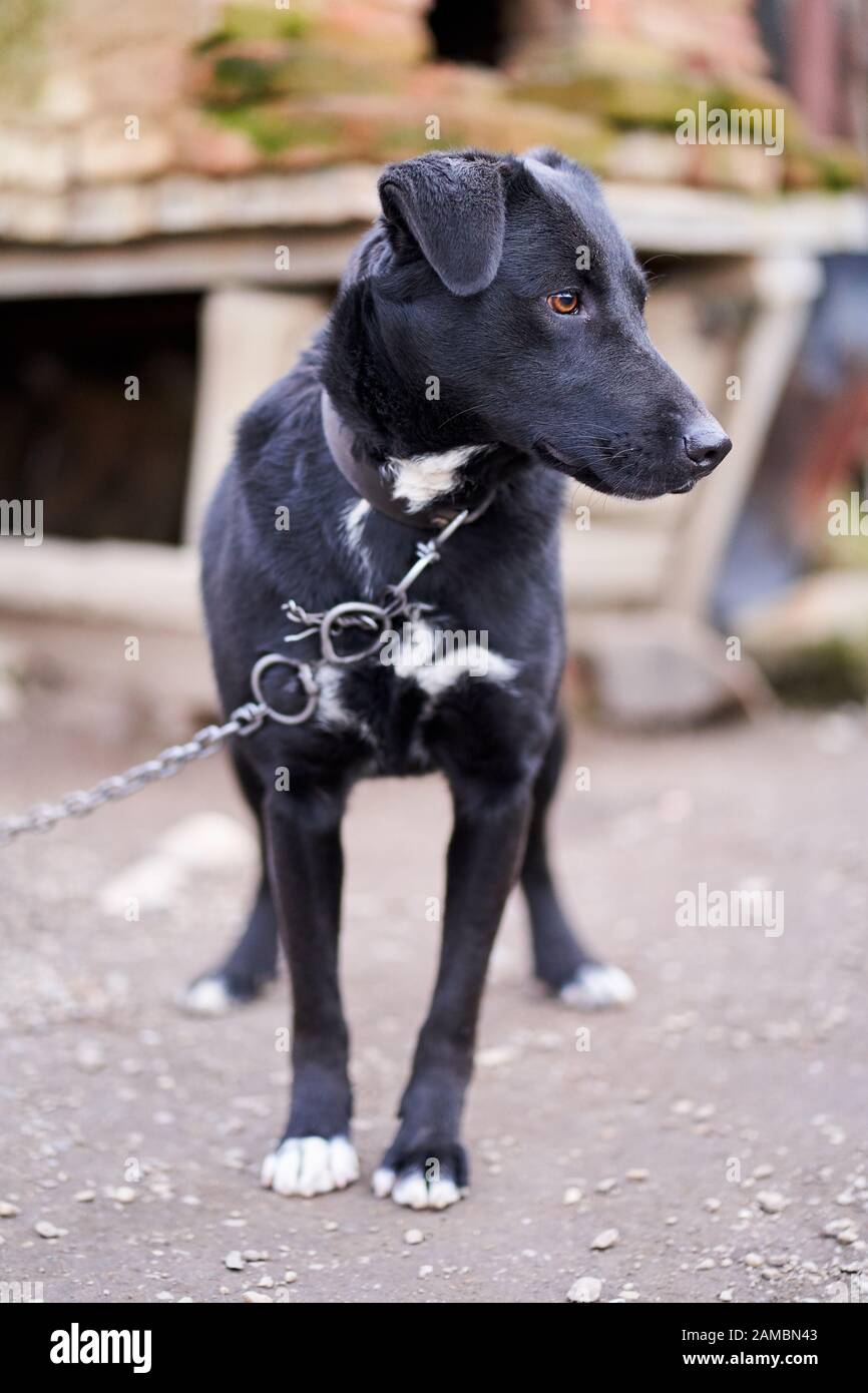 Big black guard dog chained in the backyard Stock Photo - Alamy