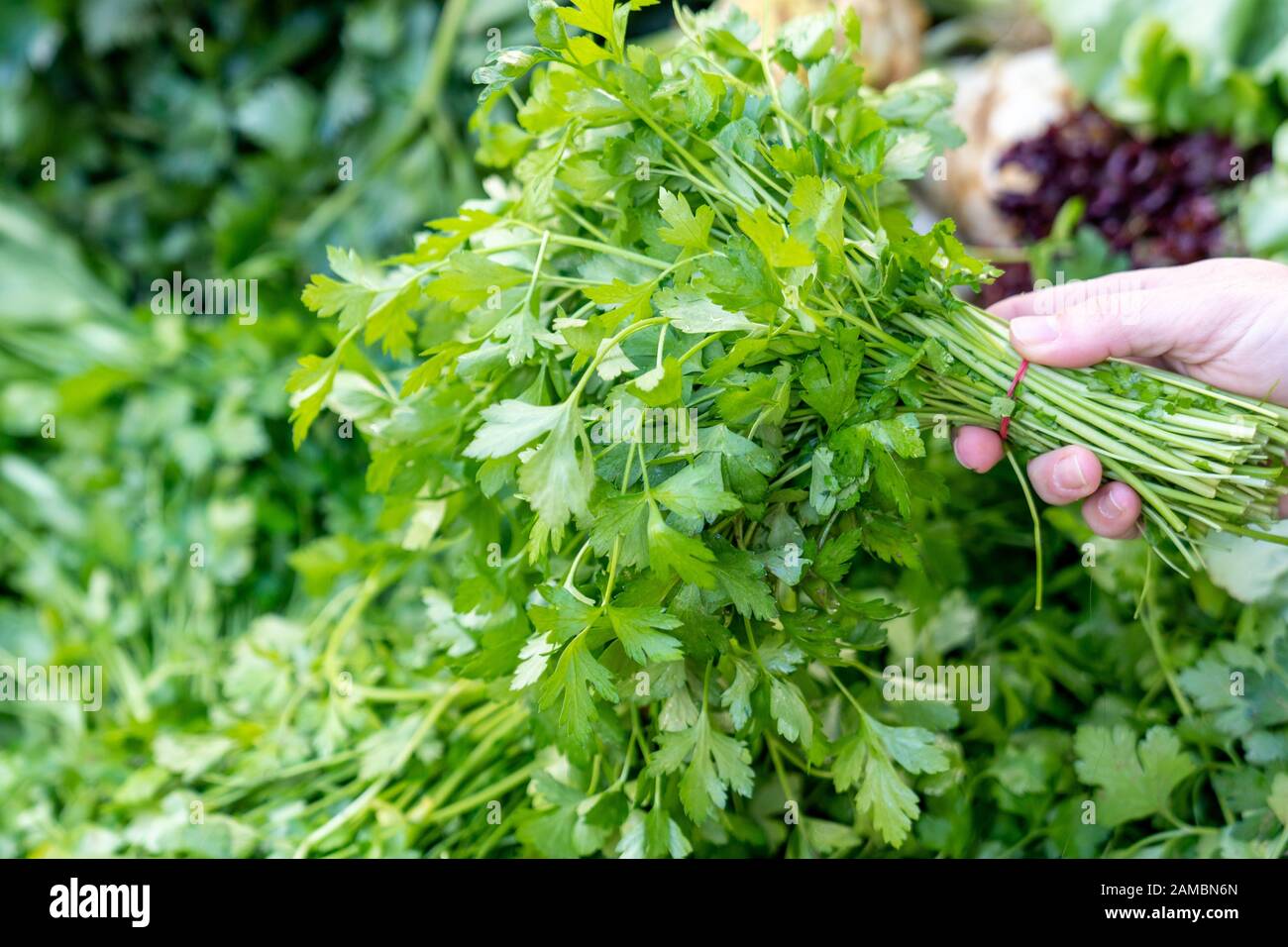 Choosing very fresh vegetable green parsley from a pile in a grocery ...