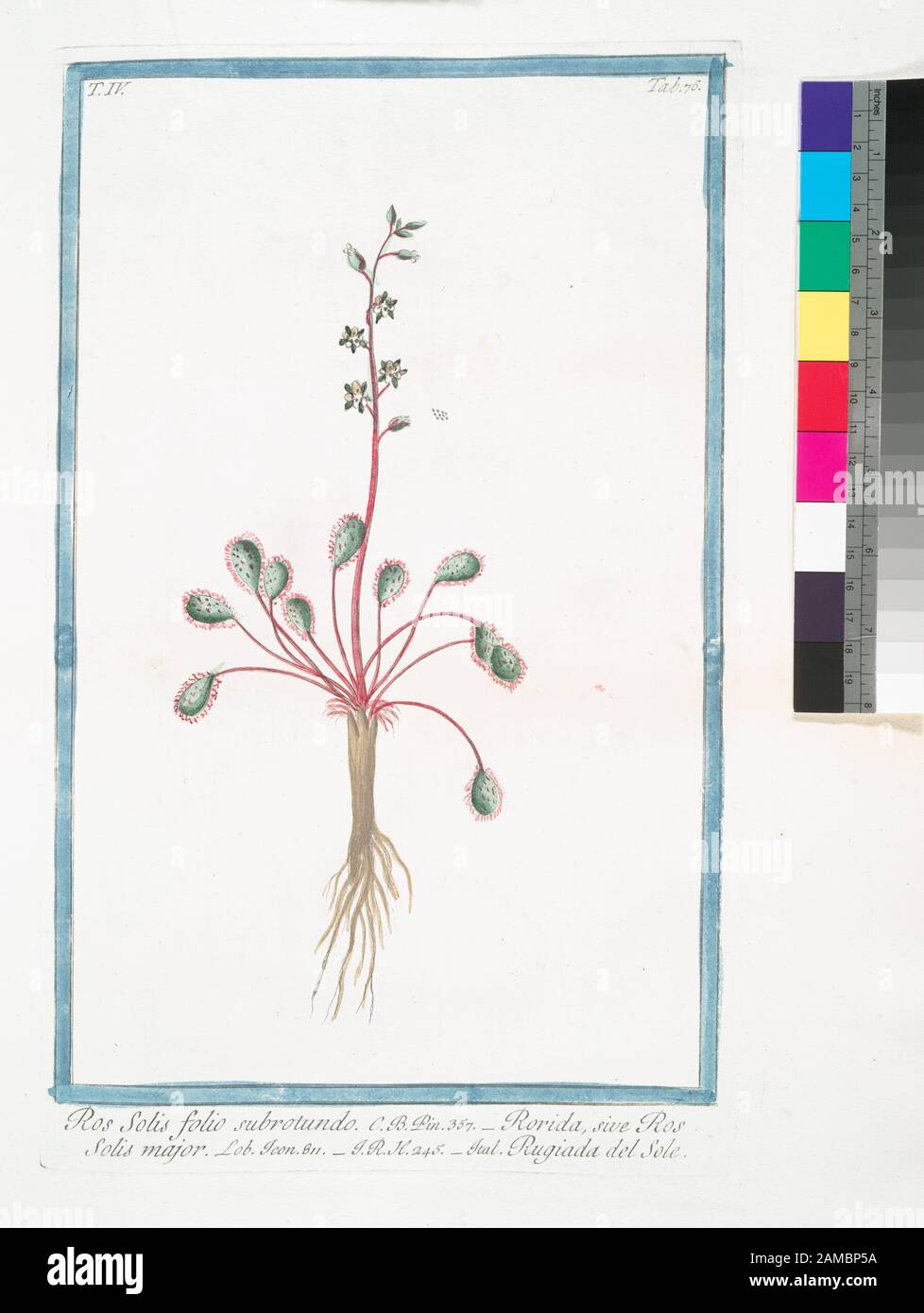 Ros solis hi-res stock photography and images - Alamy