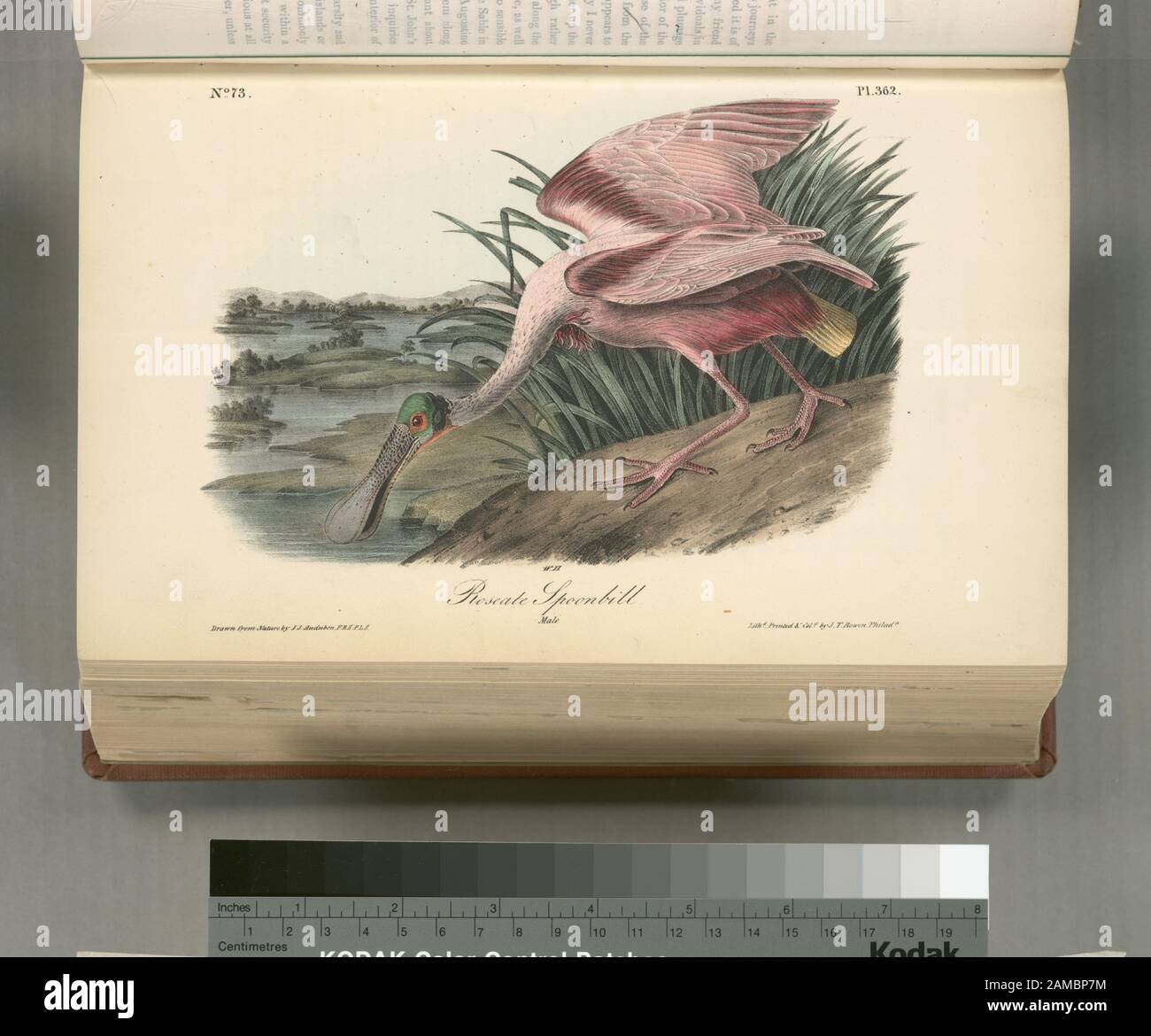 Roseate Spoonbill Male Platalea Ajaja.; Roseate Spoonbill. Male Stock ...