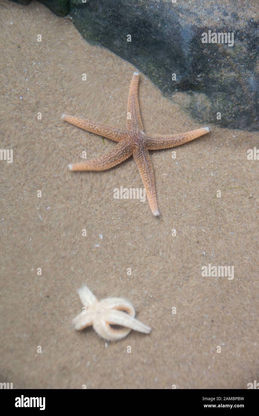 Two starfish trapped in a rock pool at low tide on Three Cliffs Bay ...