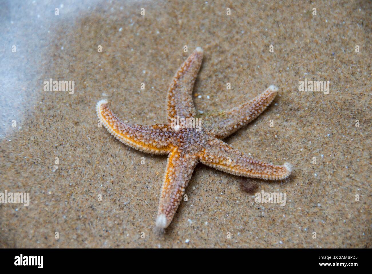 A starfish trapped in a rock pool at low tide on Three Cliffs Bay, The ...