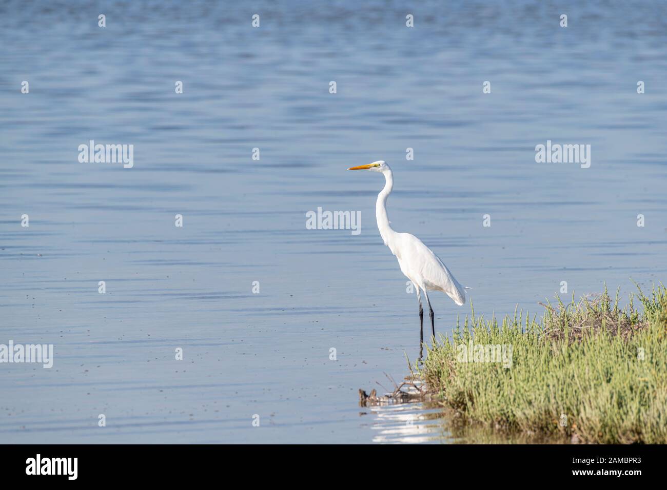 Western Reef Heron standing alone in the waters of a mangrove Stock ...