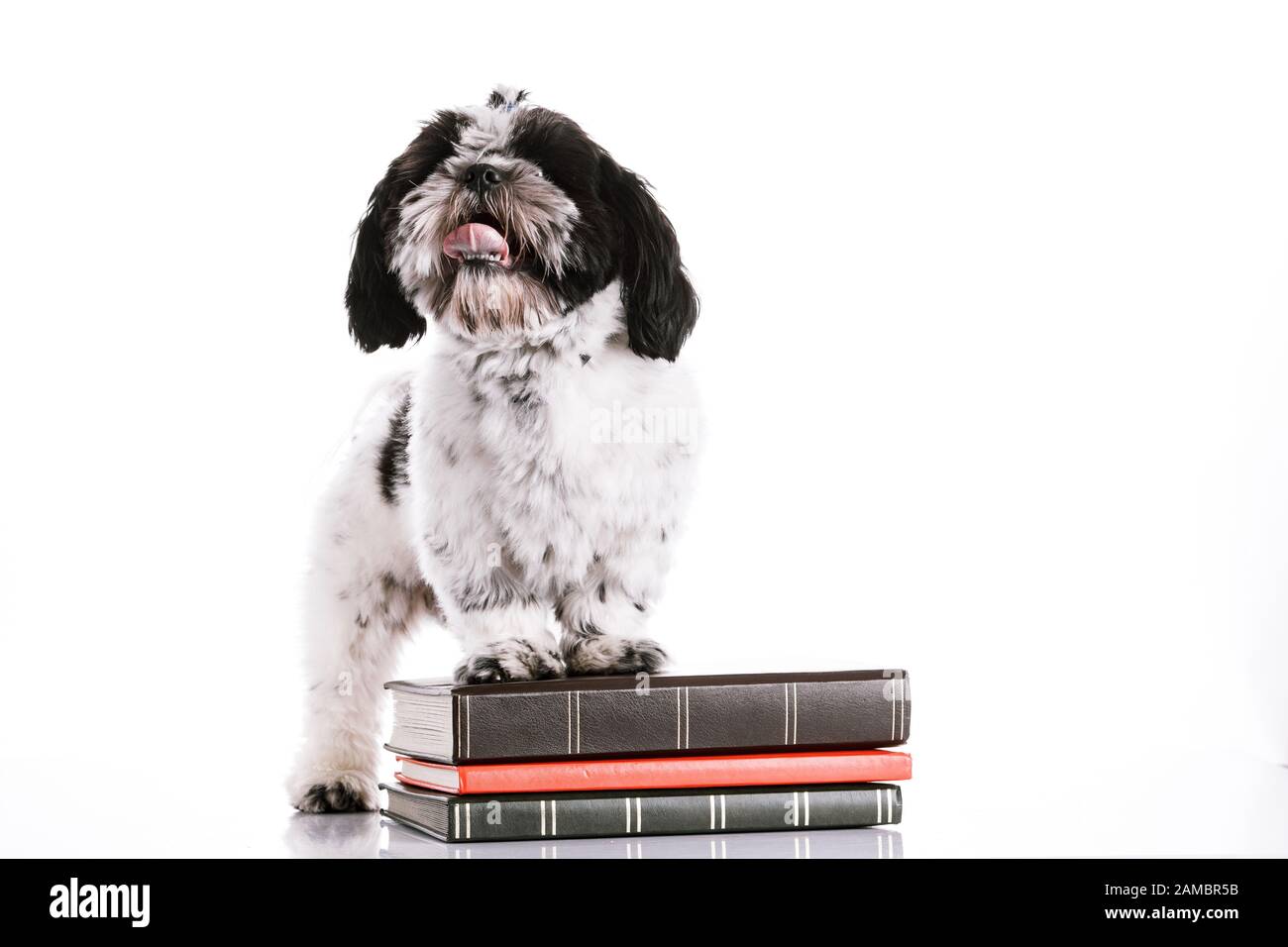 Funny cute dog books hi-res stock photography and images - Alamy