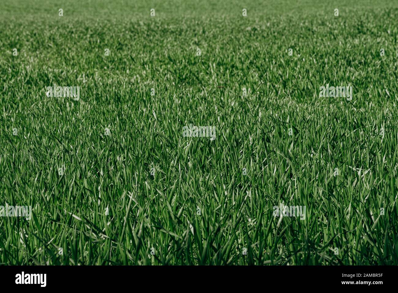Natural green grass background. Real green grass on the background ...