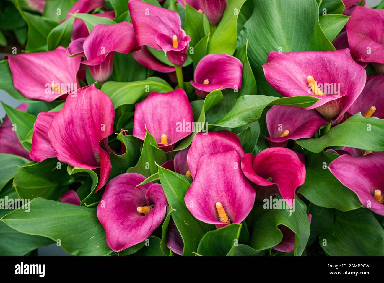 cala lily pink flower background Stock Photo - Alamy