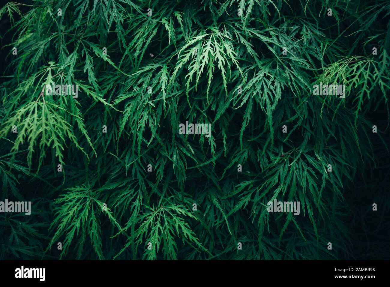 dark green foliage nature background Stock Photo - Alamy