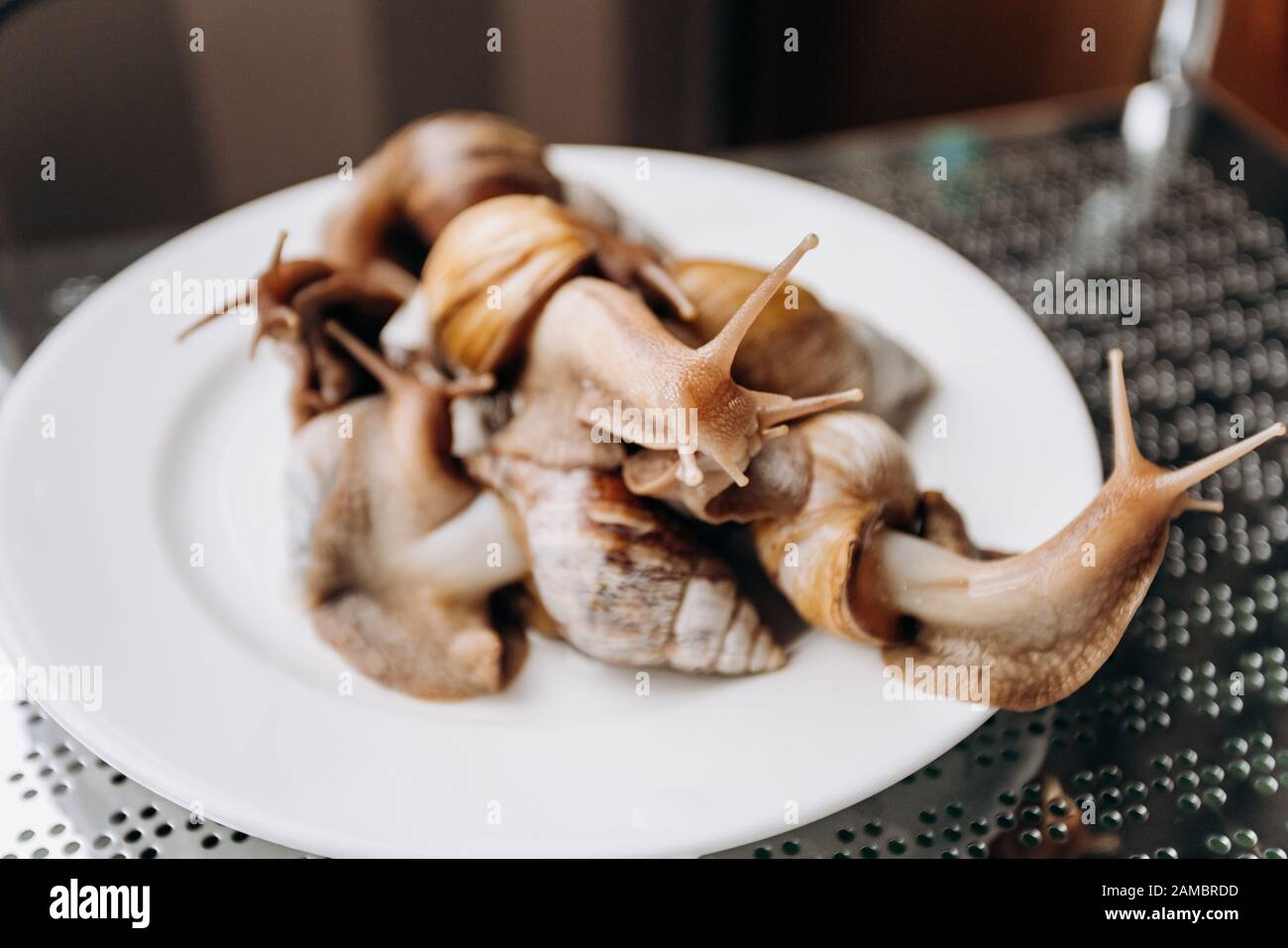 Fresh snails on a white plate ready to serve and eat Stock Photo - Alamy
