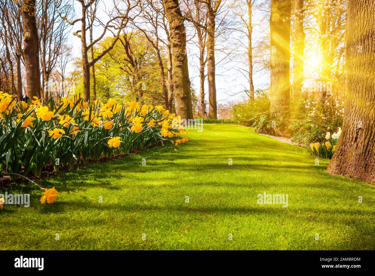 Spring landscape. Sun rays shining on a meadow flowers. garden in ...