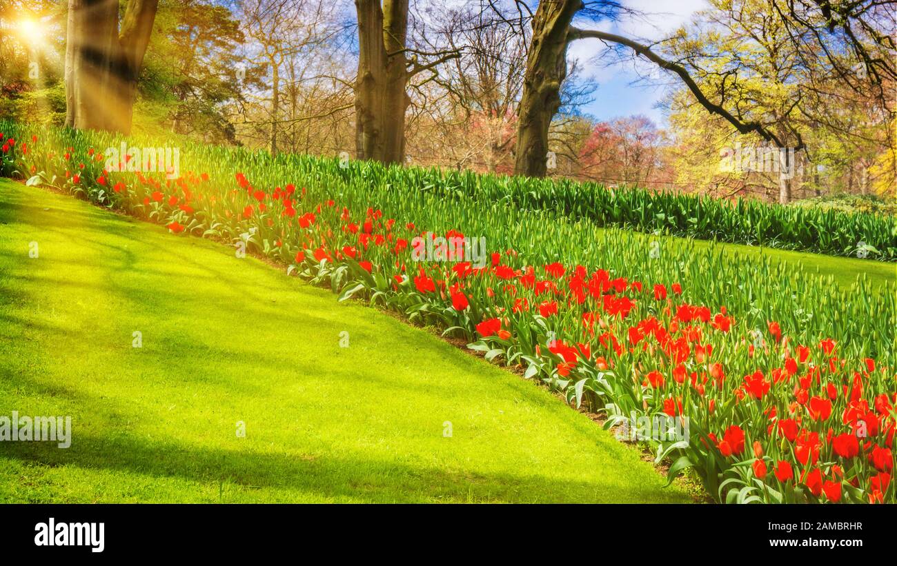 Spring landscape. Sun rays shining on a meadow flowers. garden in ...