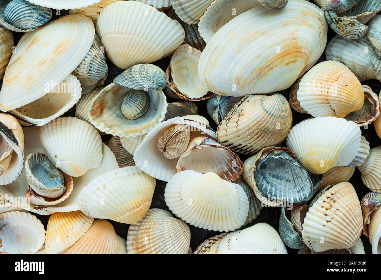 beautiful background and texture of nature sea shell pattern Stock ...